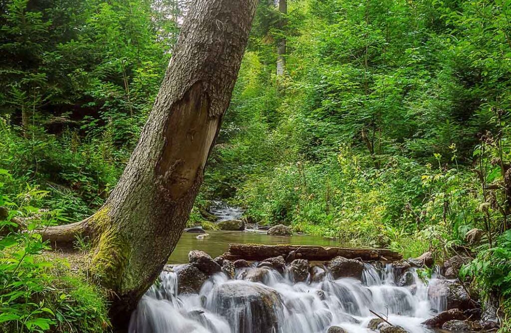 U Indoneziji otkrivena nova divovska vrsta drveća - SVIJET KULTURE